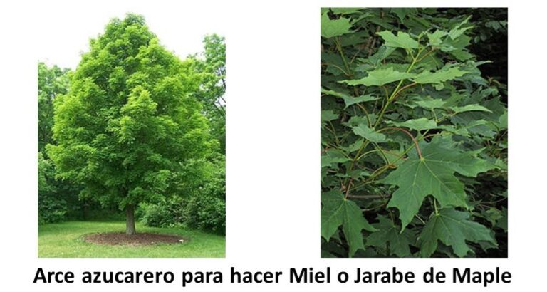 Qué es la Miel de Maple Beneficios y dónde Comprar - ENTRA!